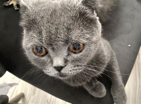 Scottish Fold Dişi Nettepet
