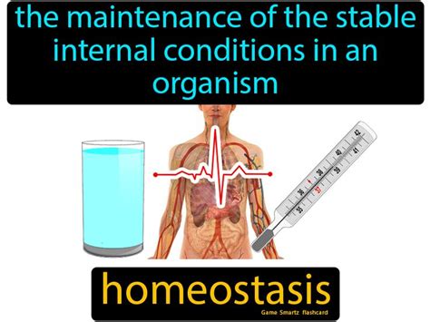 Science Definition Homeostasis At Amy Bigham Blog