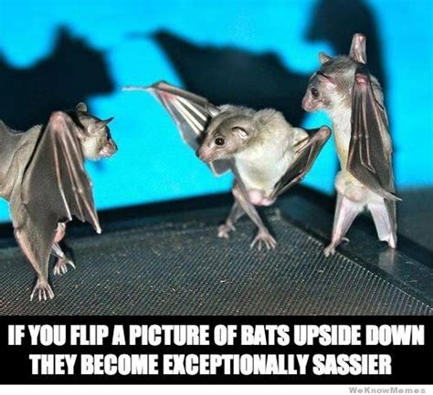 Weird Pictures That Make You Laugh Infoupdate Org