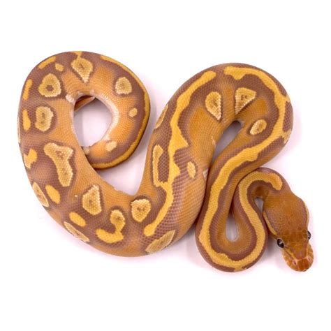 Python Regius Mojave Ultra Het Pied Python Royal REPTILIS