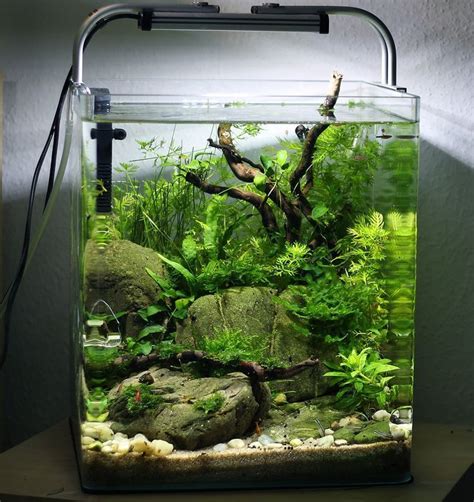 Aquascaping An Aquarium Guide To Aquascape Styles More Artofit
