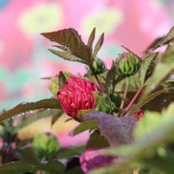 Staudenhibiskus Archive G Rtnerei Klenart Stauden