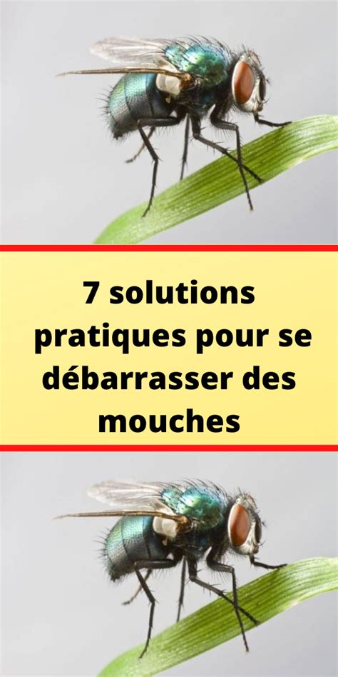 7 solutions pratiques pour se débarrasser des mouches Cleaner recipes