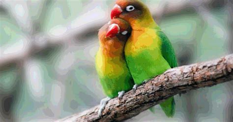 Lengkap Mengenal Lovebird Dan Jenisnya Yang Populer Di Indonesia Ada Disini