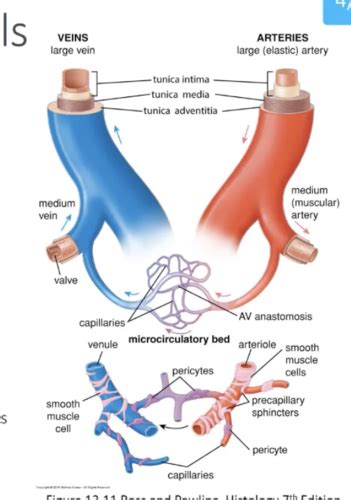 Uicom B W Blood Vessel Histology And The Circulatory System Flashcards