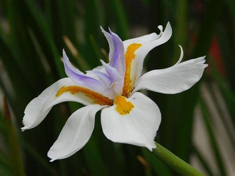 Flor Natureza Plantar Foto Gratuita No Pixabay Pixabay