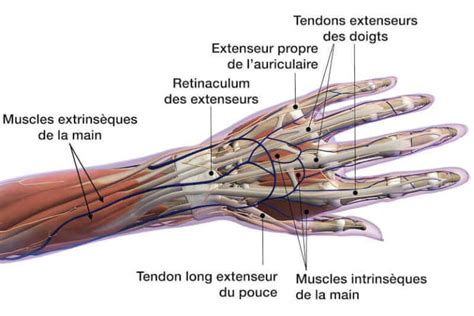 Anatomie De La Main Et Du Poignet Articulations Os Du Carpe Tendons