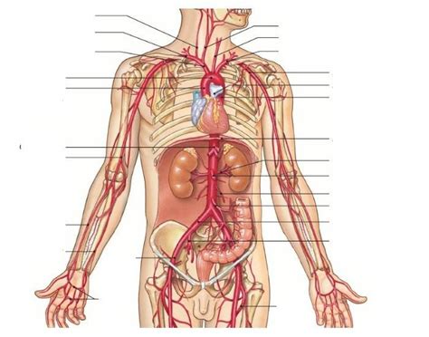CC 27 Major Arteries Labeling Diagram Quizlet