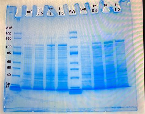 Unstained Protein Standard Broad Range 10 200 KDa Chegg