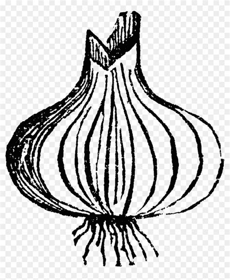 Onion Clipart Black And White Free Transparent Png Clipart Images