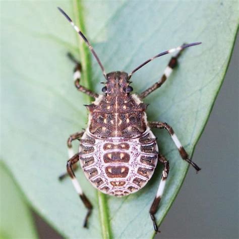 Brown Marmorated Stink Bug Nymph Dorsal Halyomorpha Halys