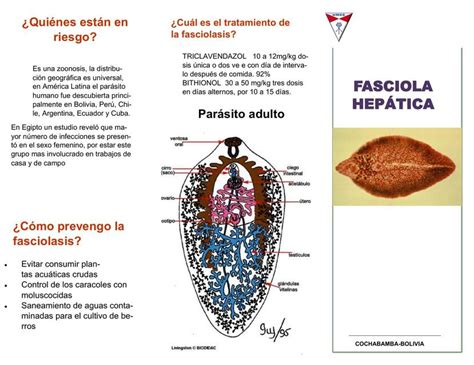Fasciola Hepática medicina eli uDocz