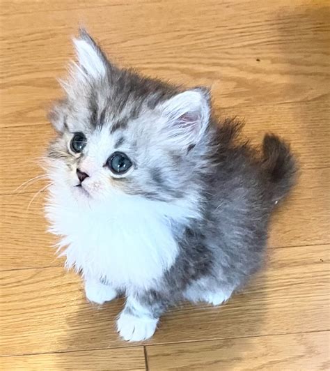 品種ミヌエット長足長毛 子猫のお店 アンジュ