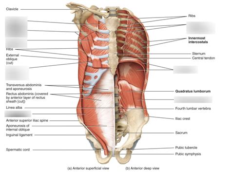Muscles Of The Thorax Diagram Quizlet