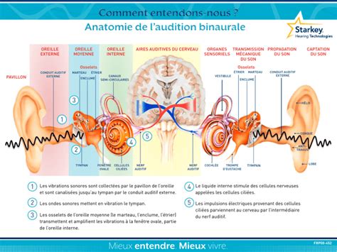 Comment Entendons Nous Anatomie De L Audition