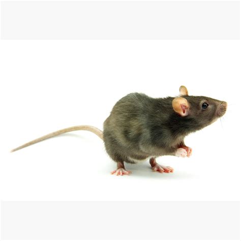 Collection Of Rat PNG HD PlusPNG