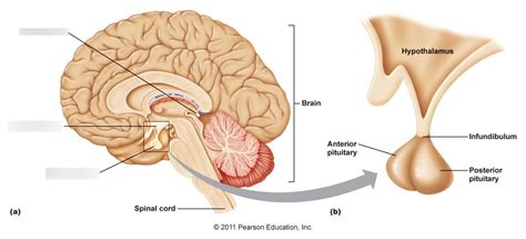 Endocrine Gland Of The Brain Diagram Quizlet