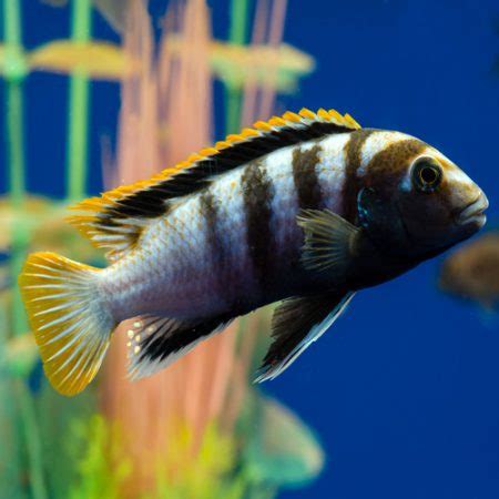Exotic Freshwater Fish Store