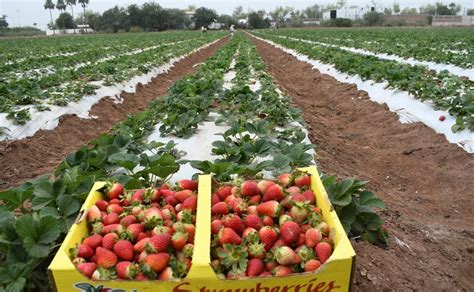 Deliciosa Cosecha De Fresas En Ahome Sinaloa