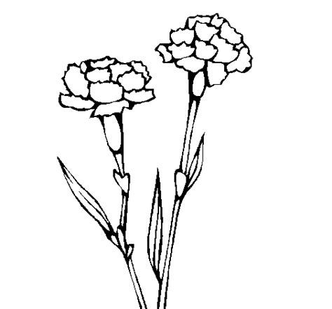 Desenho De Cravos Para Colorir Colorir