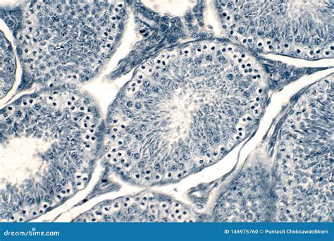 Cross Section Human Testis Under Microscope View Stock Photo Image Of