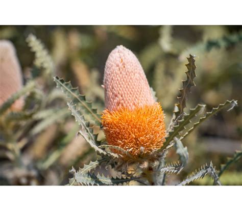 Woolly Banksia Flower Essence Shop Heal With Ease