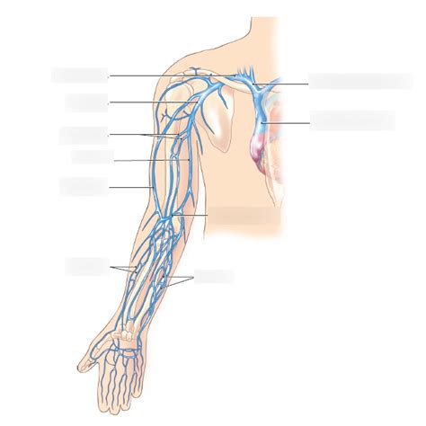 Veins Of The Upper Extremity Diagram Quizlet