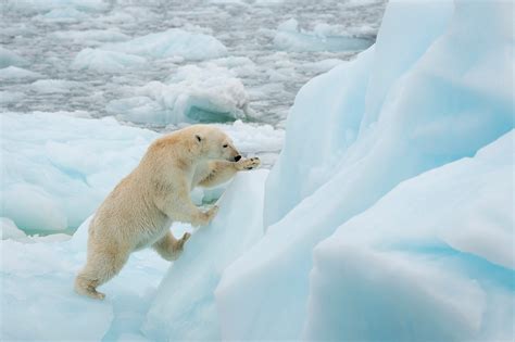 Giornata Internazionale dell Orso Polare sempre più fragili a causa