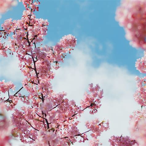 Anime Cherry Blossom 4K Wallpapers Top Free Anime Cherry Blossom 4K