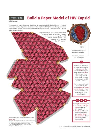 The Container Of The HIV Genome HIV Capsid Papermodels PDBj Numon
