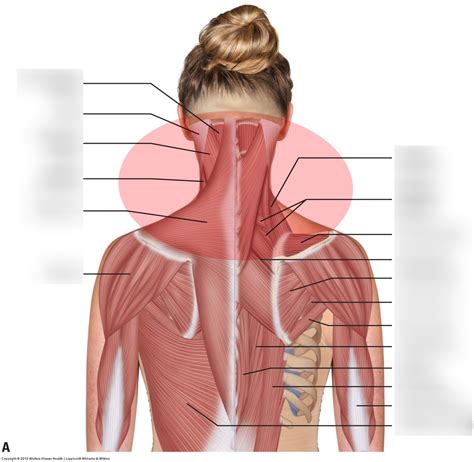 Posterior Neck Muscles Diagram Quizlet