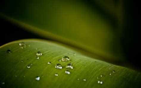 Wallpaper Sunlight Water Nature Grass Green Yellow Dew Light