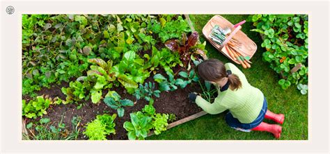 Best Vegetables For Raised Garden Beds Gardener S Choice