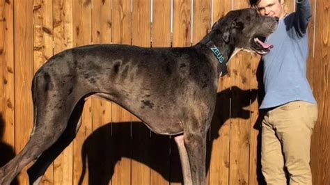 Zeus el perro más grande del mundo mide casi 1 05 metros y pesa 82kg
