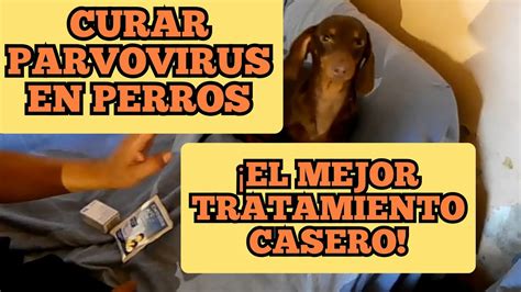 CÓMO CURAR PARVOVIRUS EN PERROS El mejor tratamiento YouTube
