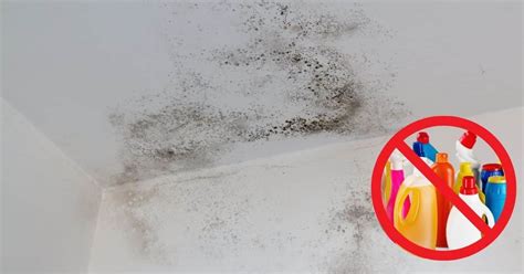 Como Remover Mofo Das Paredes Da Sua Casa Para Sempre E Sem Produtos