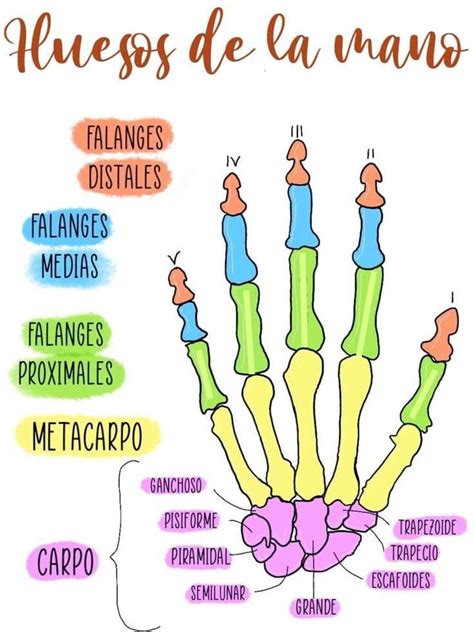 Huesos De La Mano EPuzzle Foto Puzzle