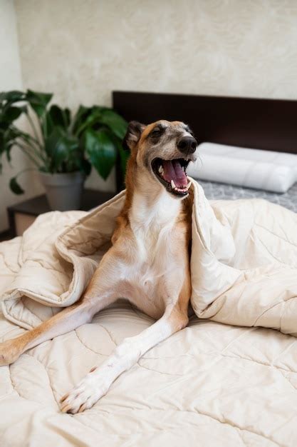 Perro Galgo Feliz Acostado En La Cama Foto Gratis