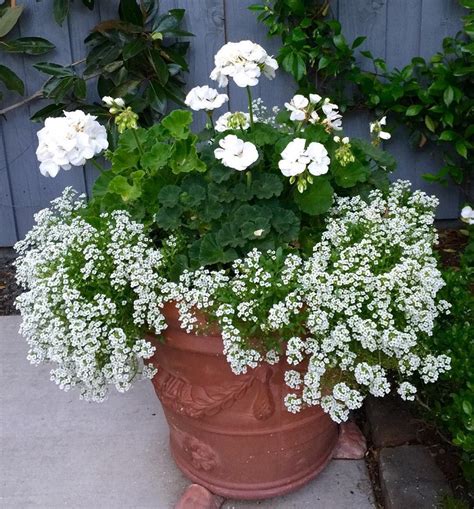Plantes vivaces en pot ou jardinière 7 idées faciles à vivre
