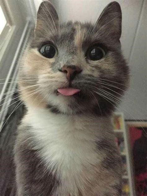 100 Funny And Relatable Cat Memes You Ll Laugh At Every Time