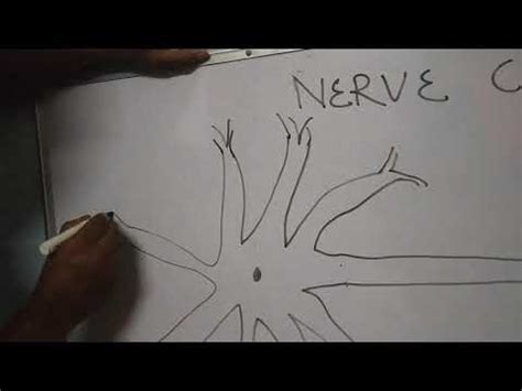 Easy Way To Draw Nerve Cell Neuron YouTube