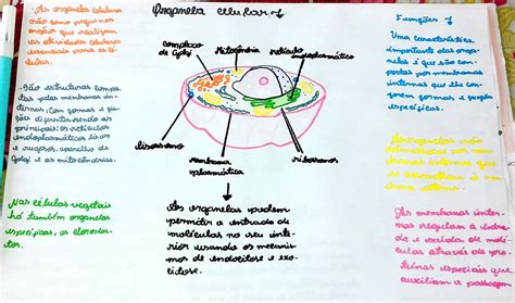 Mapa Mental Sobre Organelas Celulares Citoplasm Ticas Maps Study