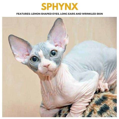 Hairless Cats The Ultimate Guide Of Hairless Cat Breeds