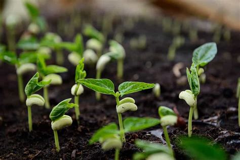 Plantação de feijão conheça as melhores práticas de produção