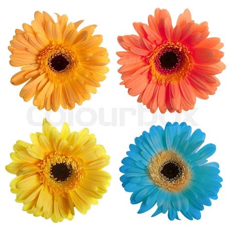 Sæt med gerbera blomster isoleret på hvid baggrund stock foto Colourbox