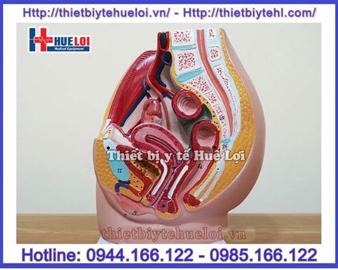 Mô hình giải phẫu khung chậu cơ quan sinh dục nữ Thiết Bị Y Tế Huê Lợi