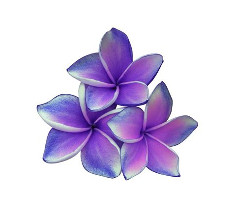 Purple Plumeria Clip Art
