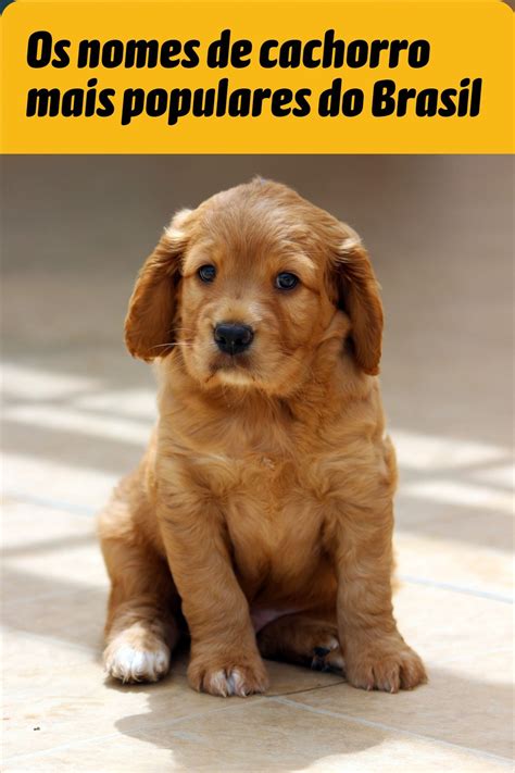 Os Nomes De Cachorro Mais Populares Do Brasil