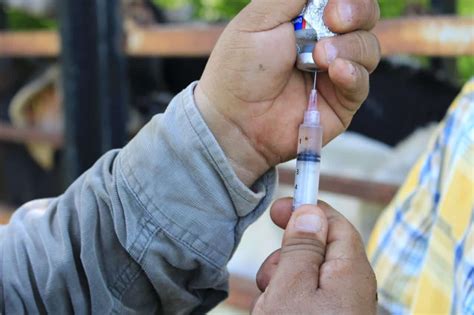 Ante la rabia paralítica bovina o derriengue la prevención es la