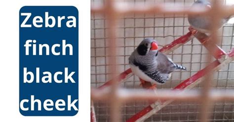 Zebra Finch Black Cheek Zebra Finch Mutations Featherland Bird Cage